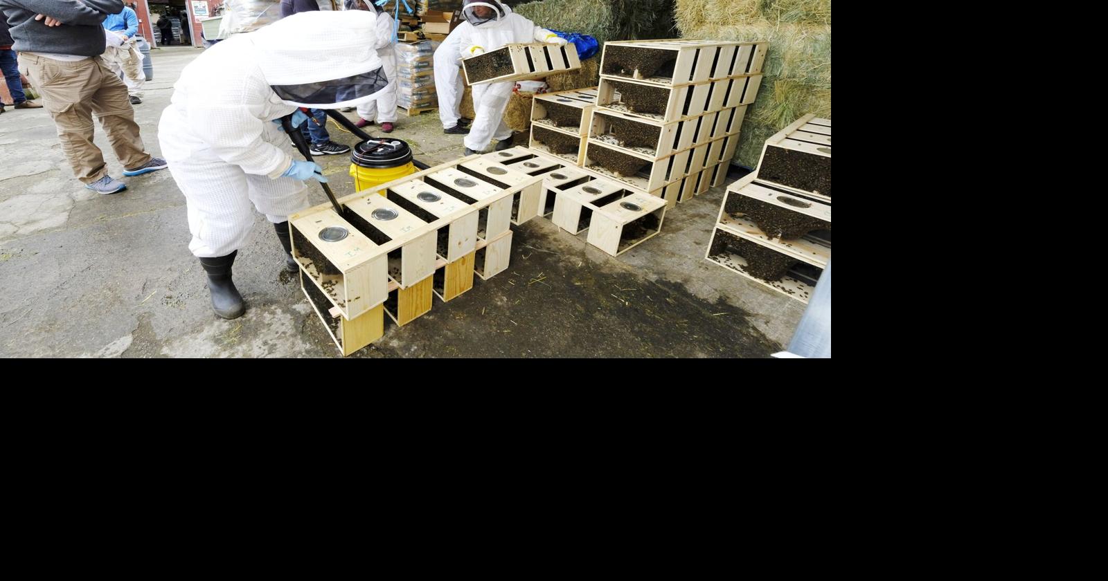 ‘Bee packages’ at the Peninsula Feed Store | Community | smdailyjournal.com
