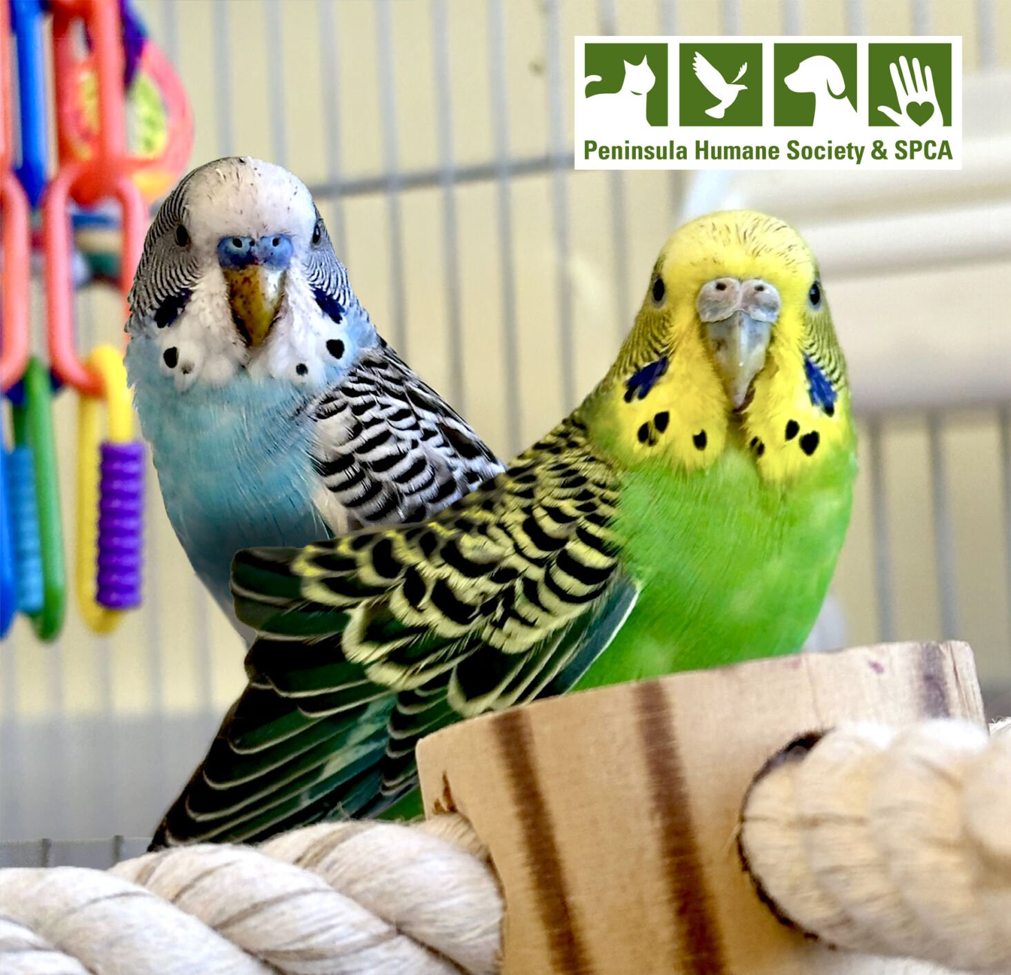 Pet of the week | Pet Tip | smdailyjournal.com