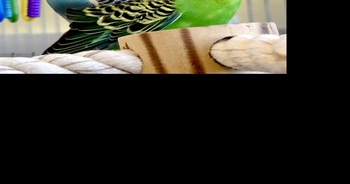 Pet of the week | Pet Tip | smdailyjournal.com