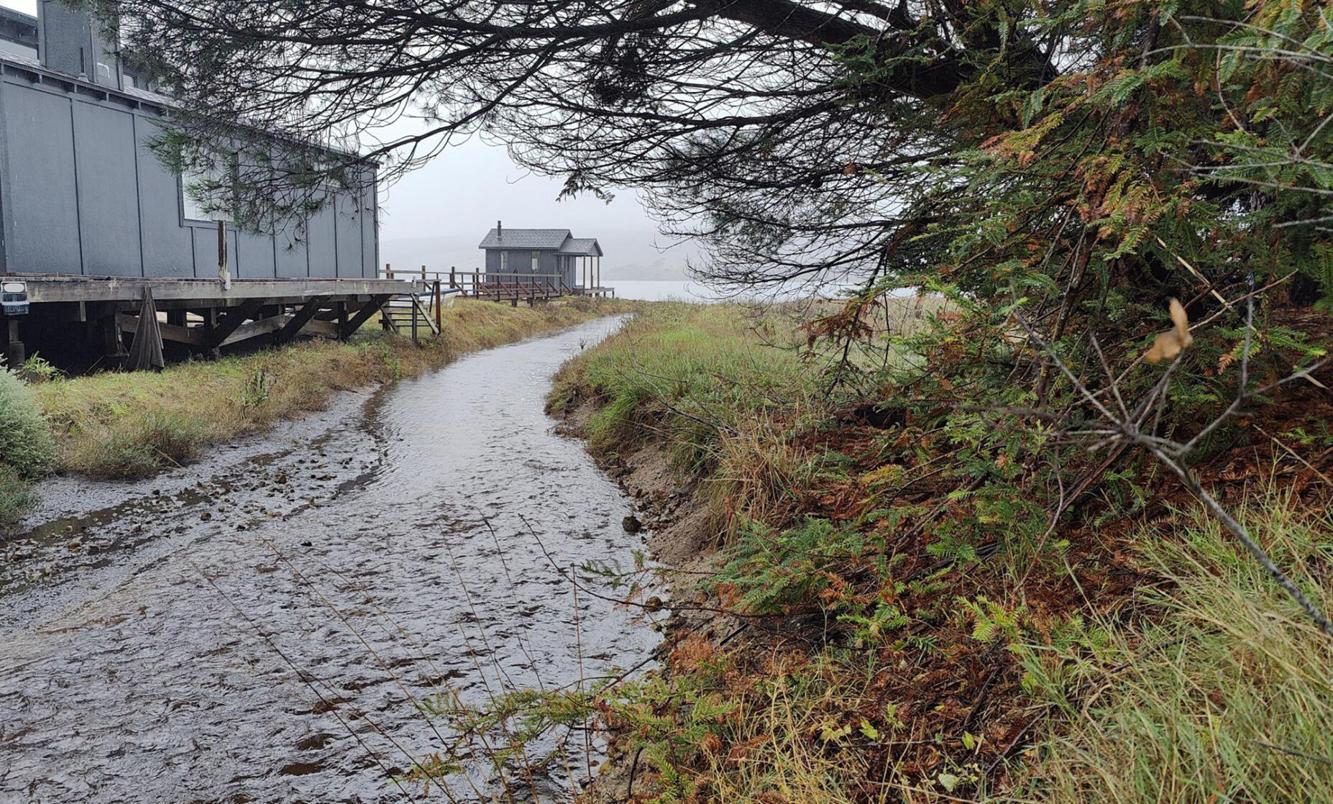 Storm brings widespread rain, wind through the Bay Area | Local News ...
