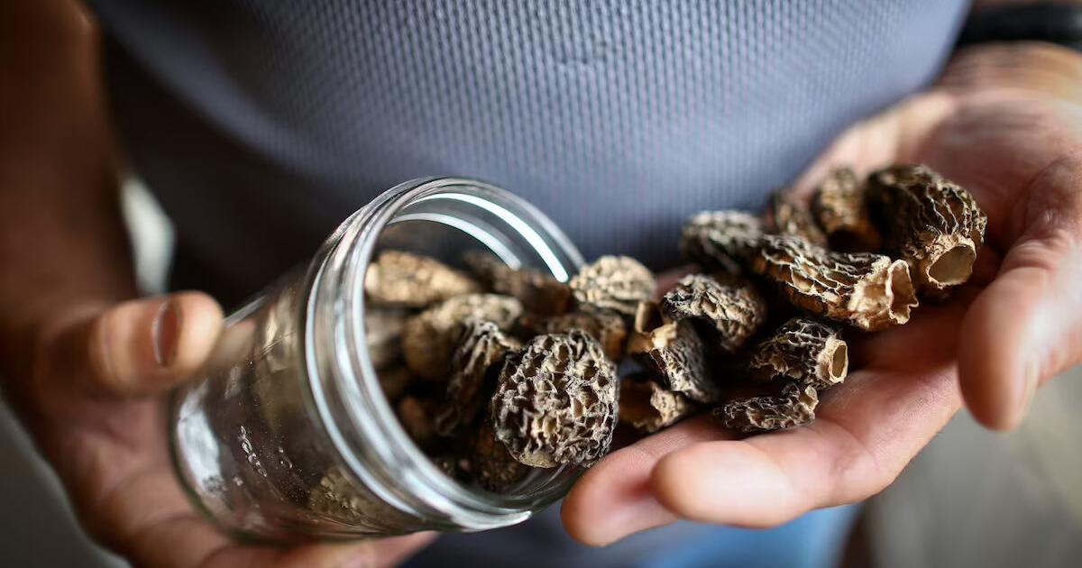 Psychedelic legalization efforts continue, with more narrowed focus ...