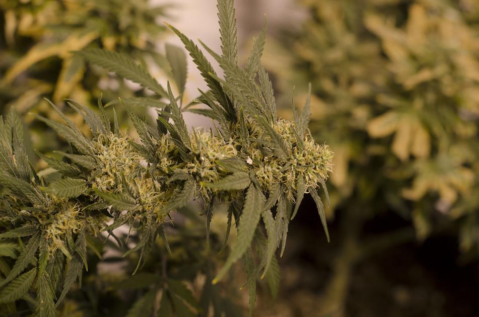 California blaze threatens 'Emerald Triangle' marijuana zone | State ...