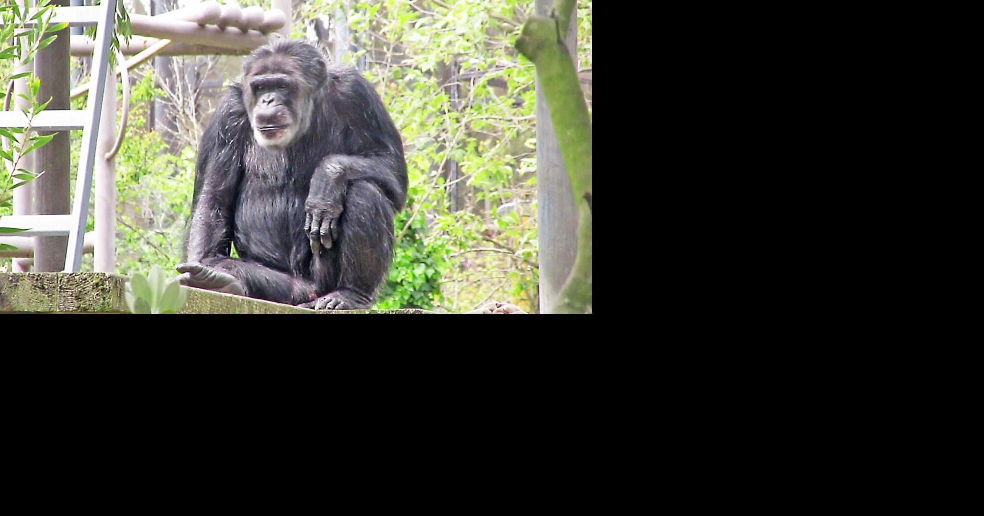 Oldest male chimp in U.S. dies at the SF Zoo | Bay Area ...