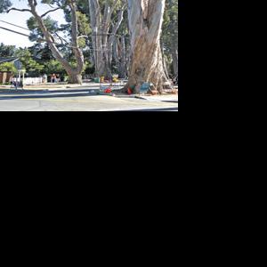 Timber! Fabled tree to come down | Local News | smdailyjournal.com
