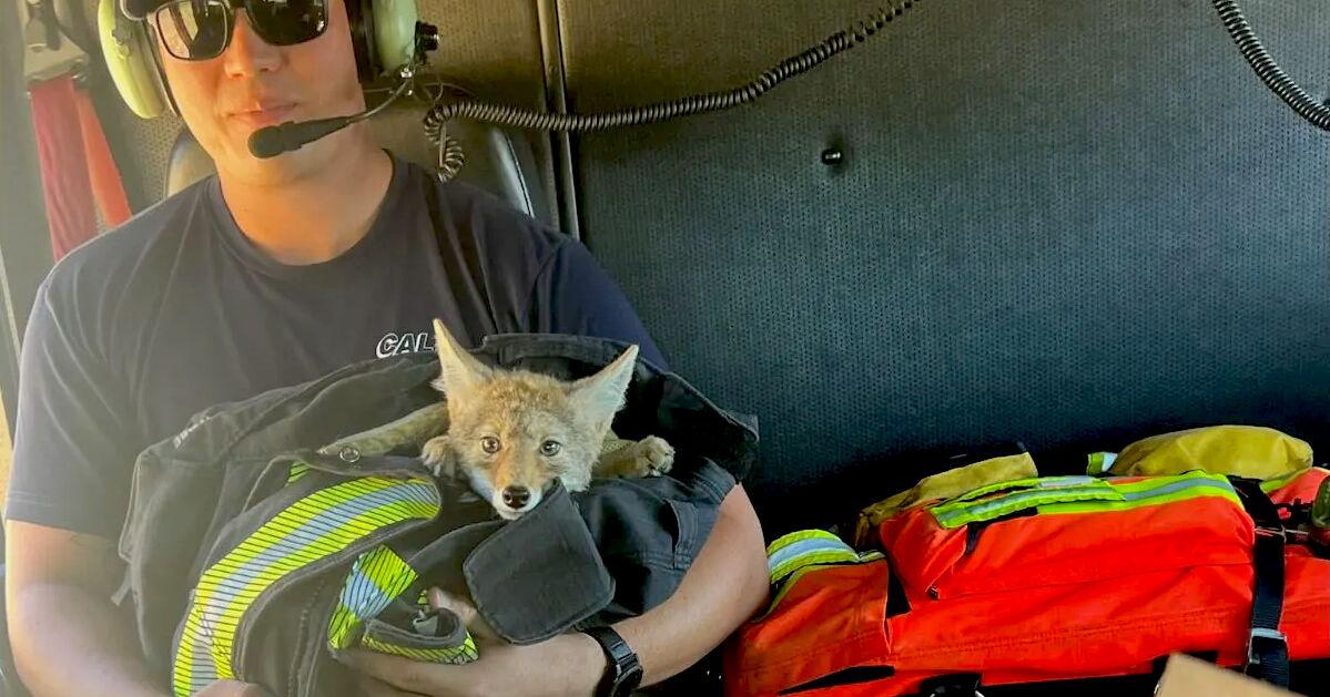 Firefighters rescue dehydrated coyote pup without a mom near San Mateo ...