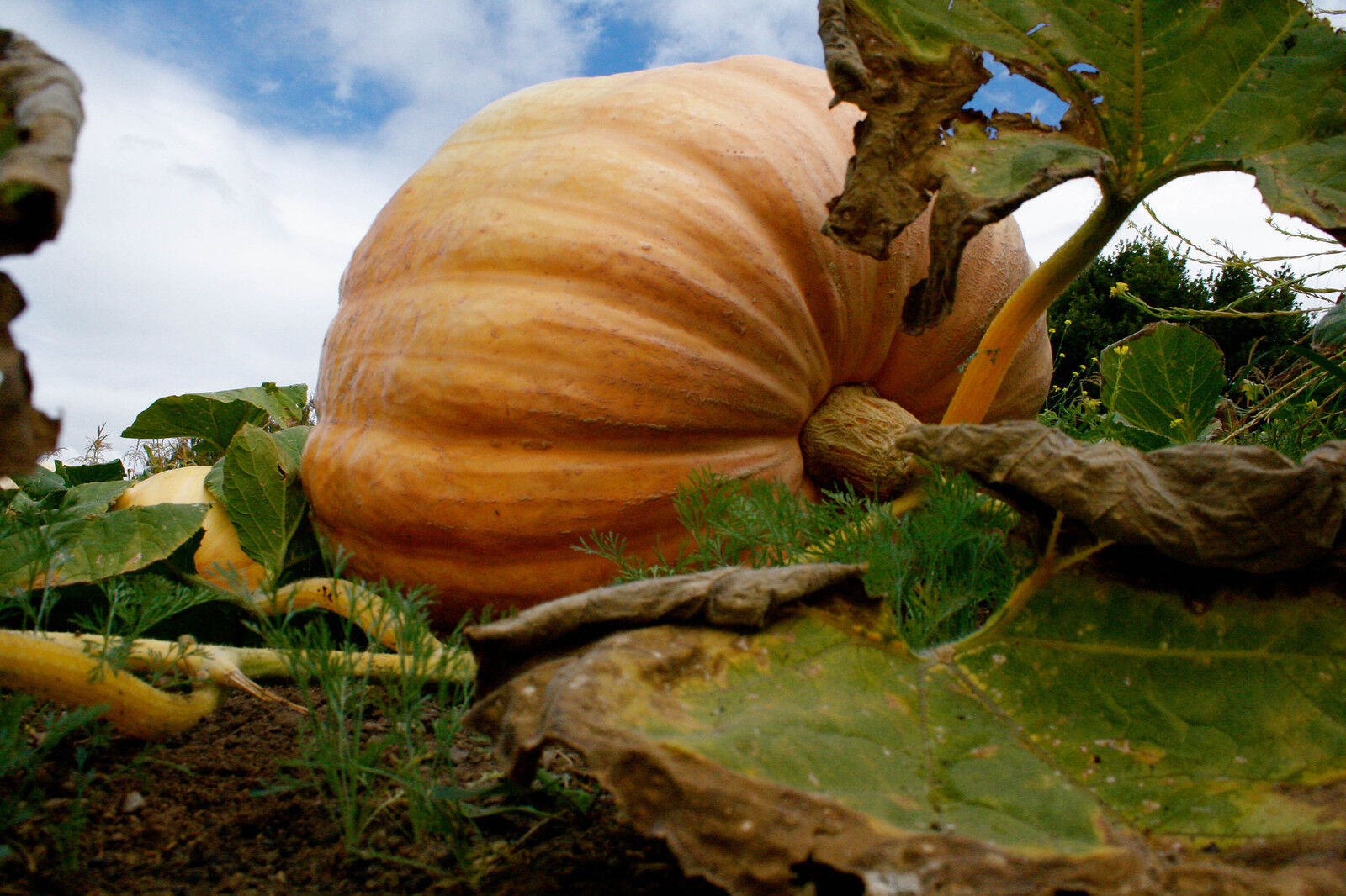 How to grow a giant pumpkin | Home And Garden | smdailyjournal.com