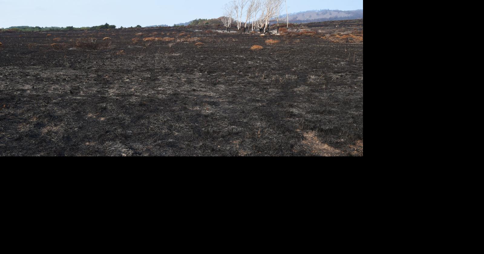 CZU Complex fire now 56% contained | Local News | smdailyjournal.com