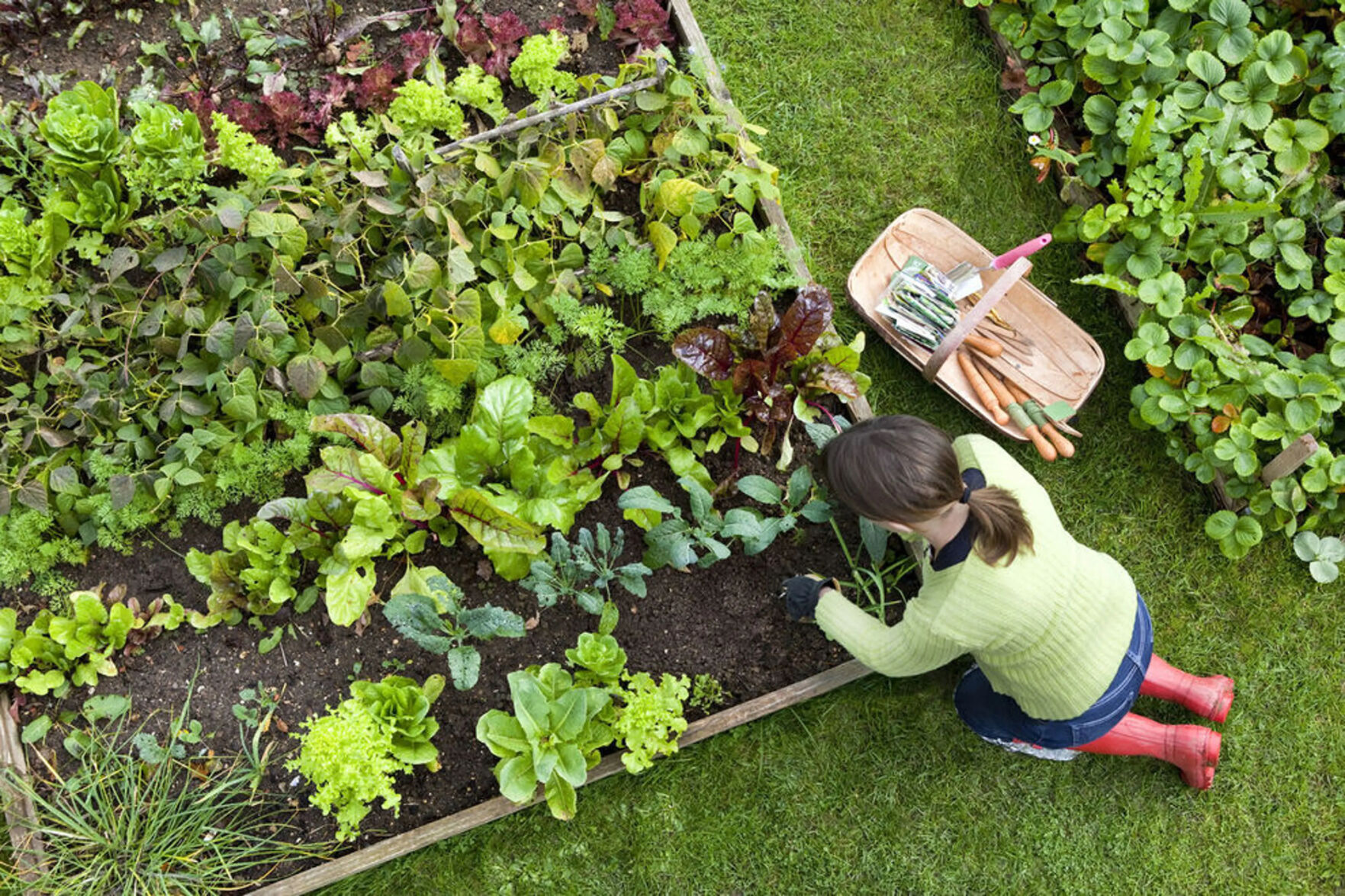 Home vegetable gardens are healthy for people and planet. How to start ...