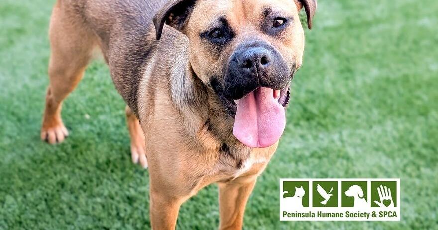 Pet of the week | Pet Tip | smdailyjournal.com