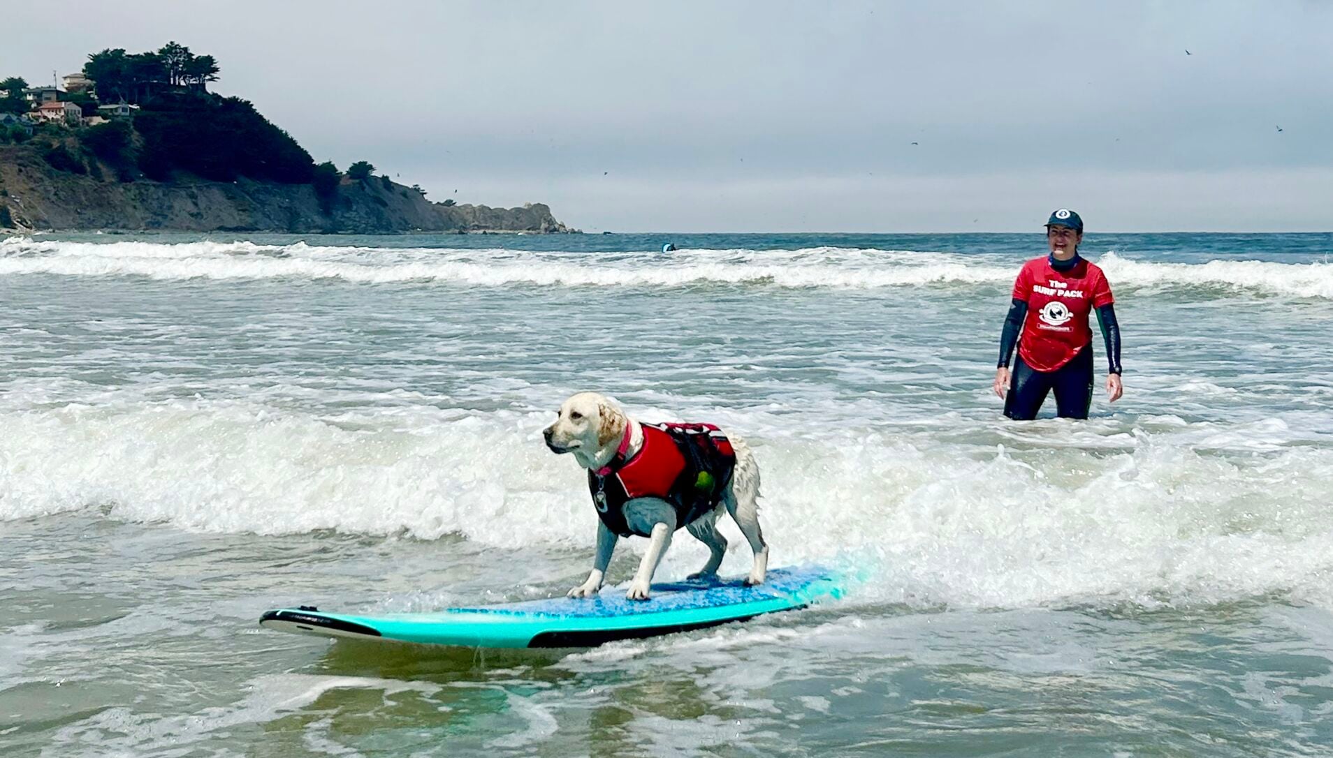 World Dog Surfing Championship draws thousands to Pacifica | Community ...