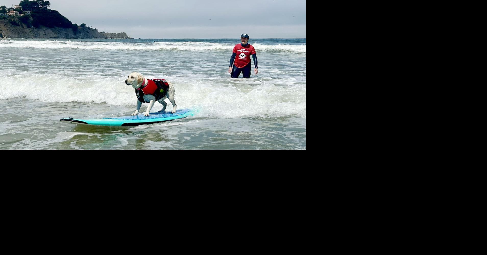 World Dog Surfing Championship draws thousands to Pacifica | Community ...