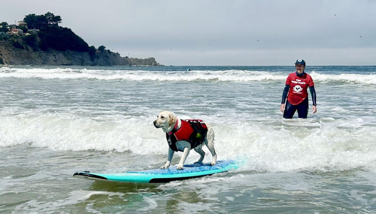 World Dog Surfing Championship draws thousands to Pacifica | Community ...