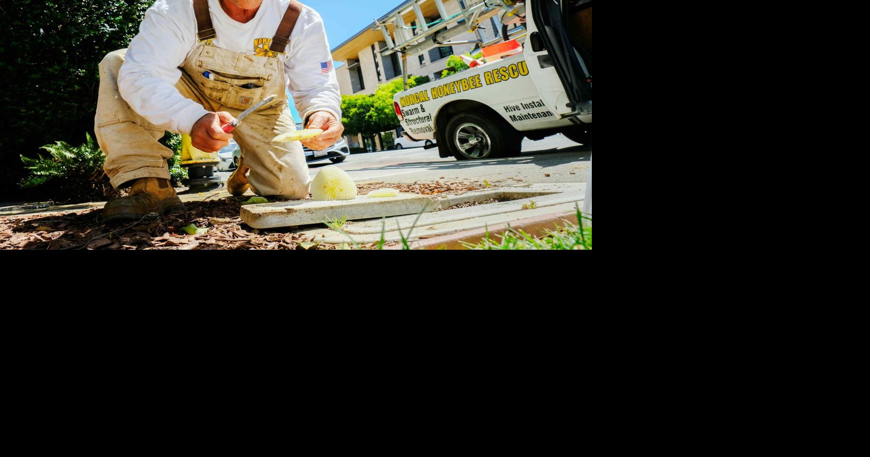 Bee hive | Community | smdailyjournal.com