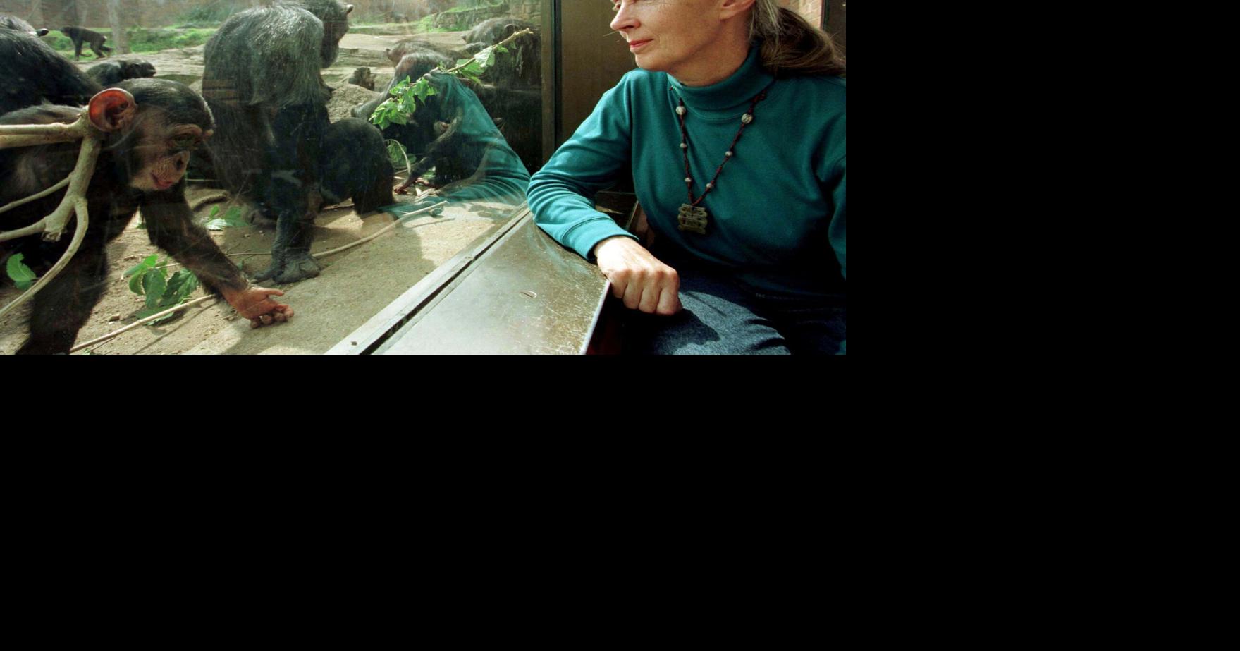 Jane Goodall, conservationist renowned for chimpanzee research and ...