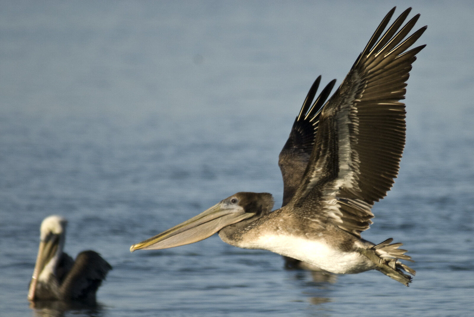 A brown pelican 'feeding frenzy' is an encouraging sign for the often ...