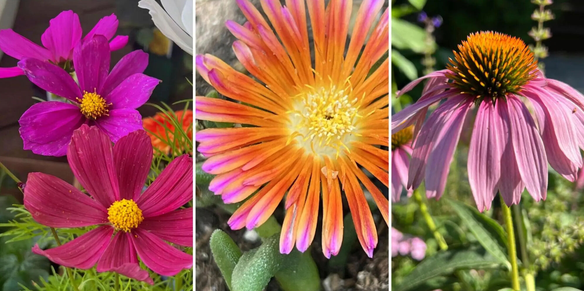 Flower gardens endure hot, dry summers better if you choose these ...