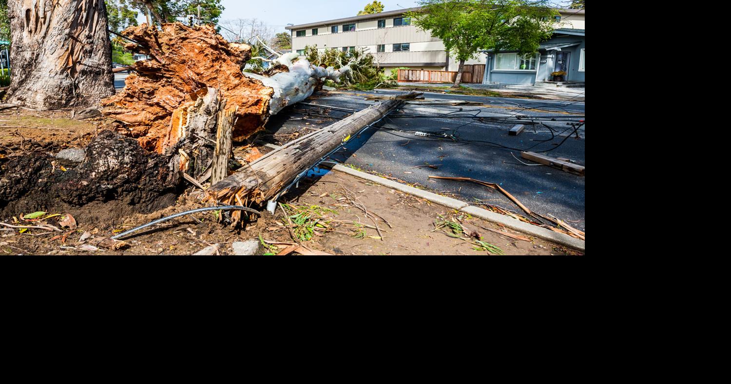 High winds knock down trees, power lines | Local News | smdailyjournal.com