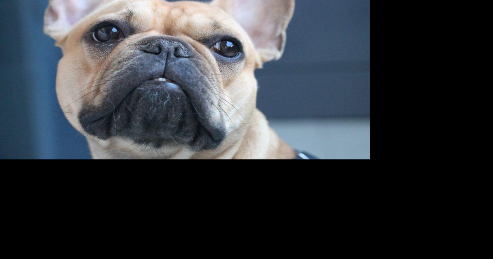 The Frenchie becomes a favorite — and a dog-show contender | Arts ...