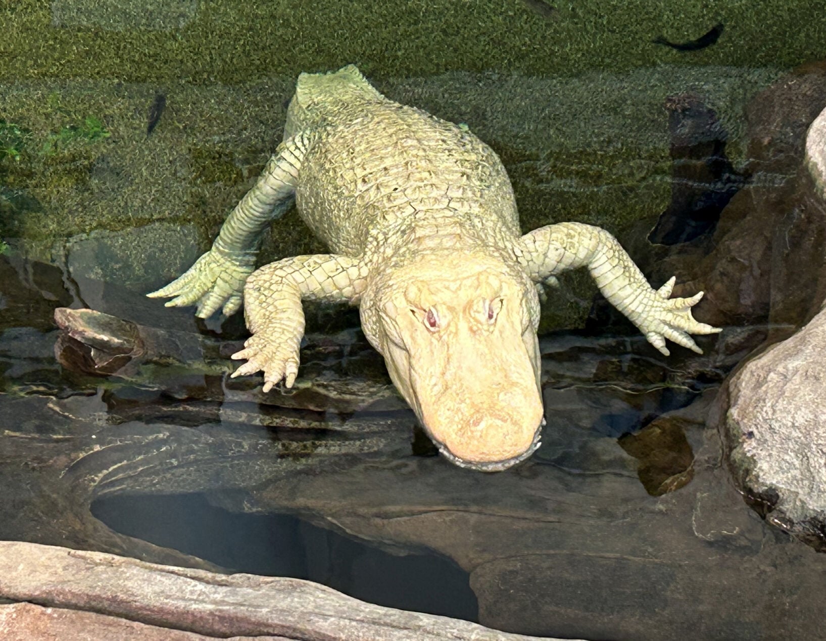 Could Claude the Alligator get a street named after him? | Bay Area ...
