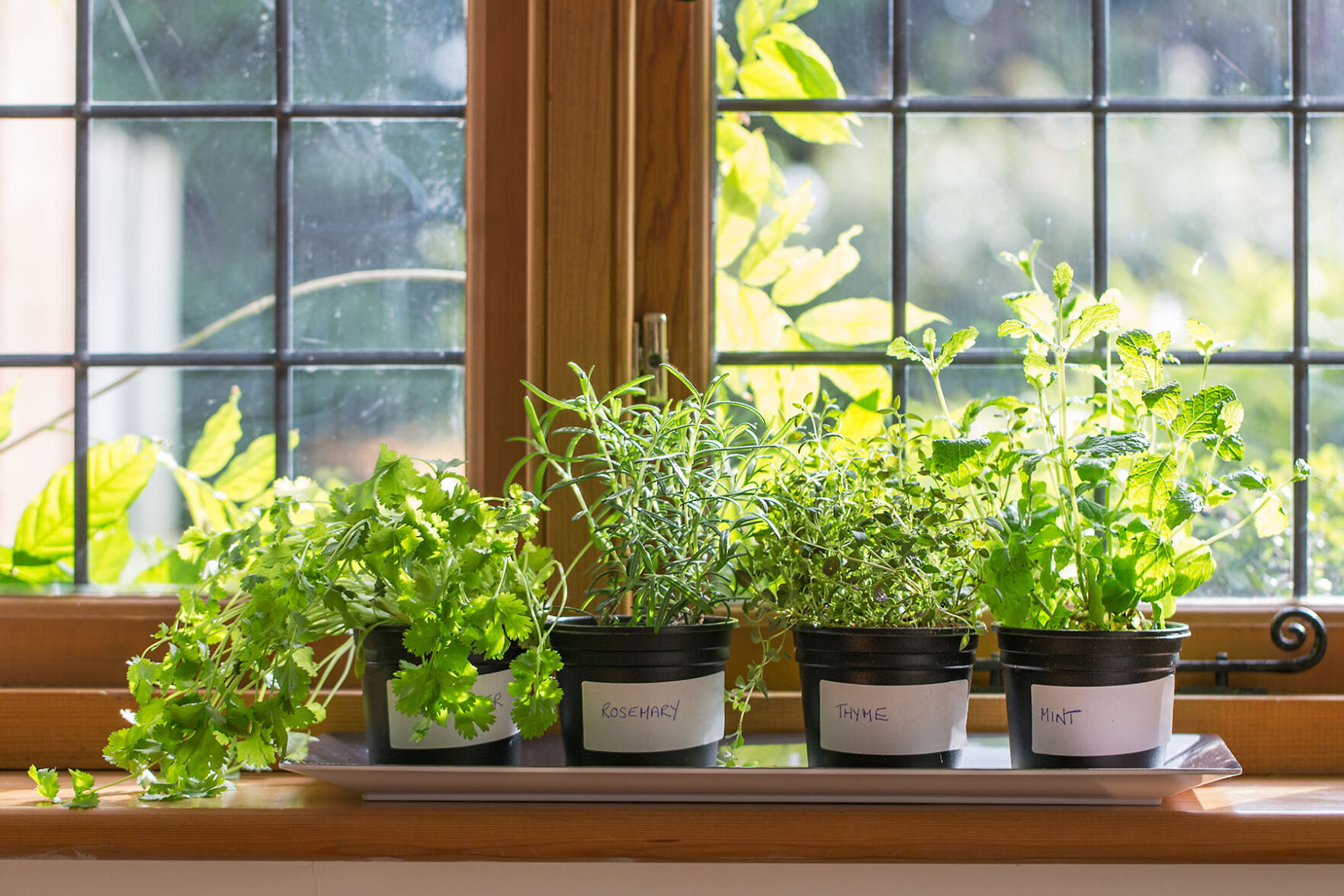 Herbs grown indoors require extra care | Home And Garden ...