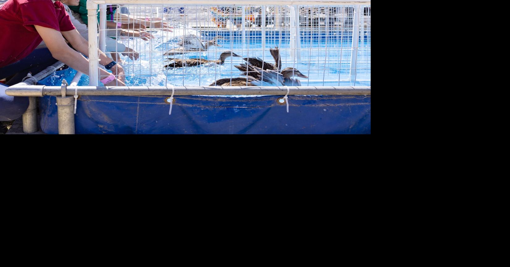 County Fair just ducky | Community | smdailyjournal.com