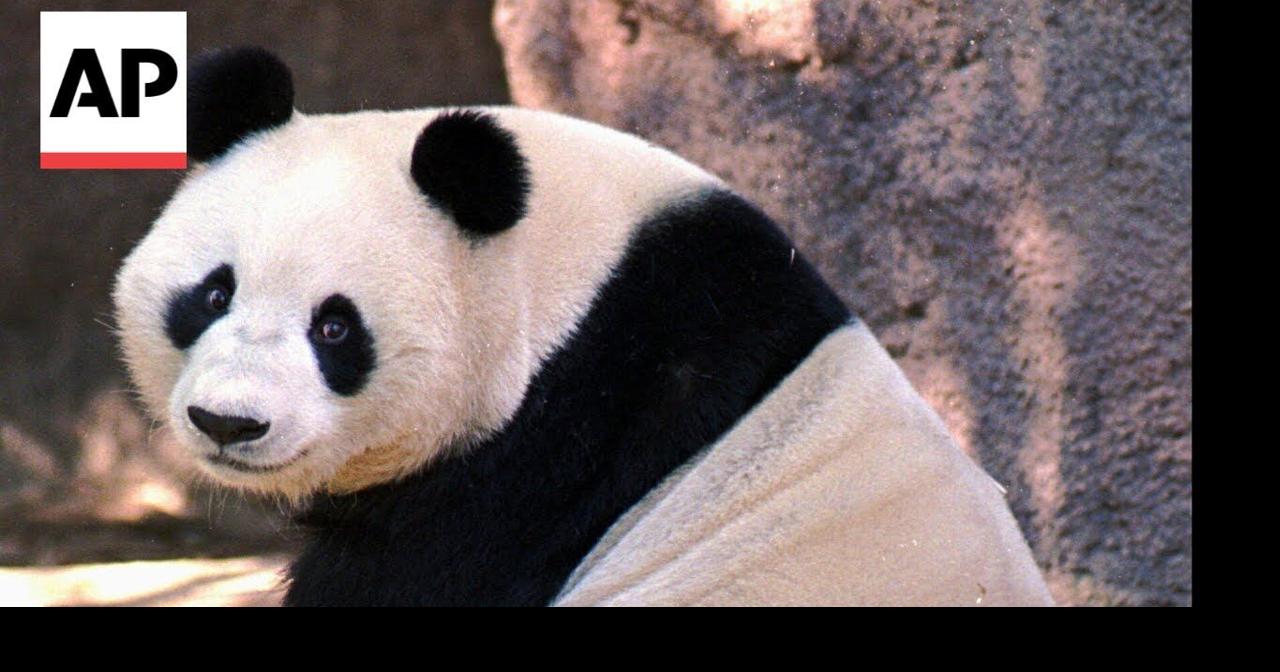 China plans to send San Diego Zoo more pandas this year, reintroducing ...
