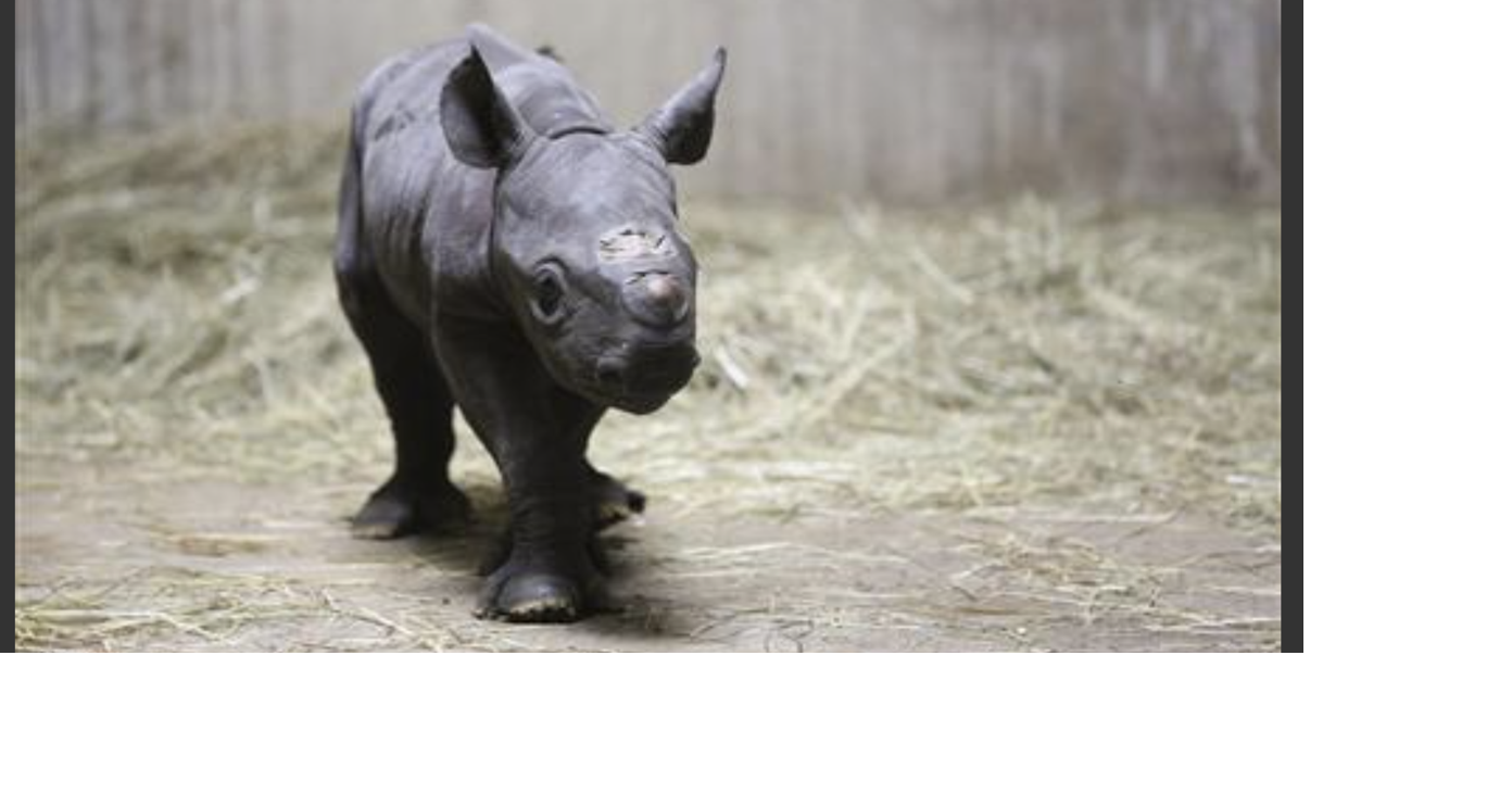 Baby rhinoceros birth expected at Sonoma County wildlife preserve | Bay ...