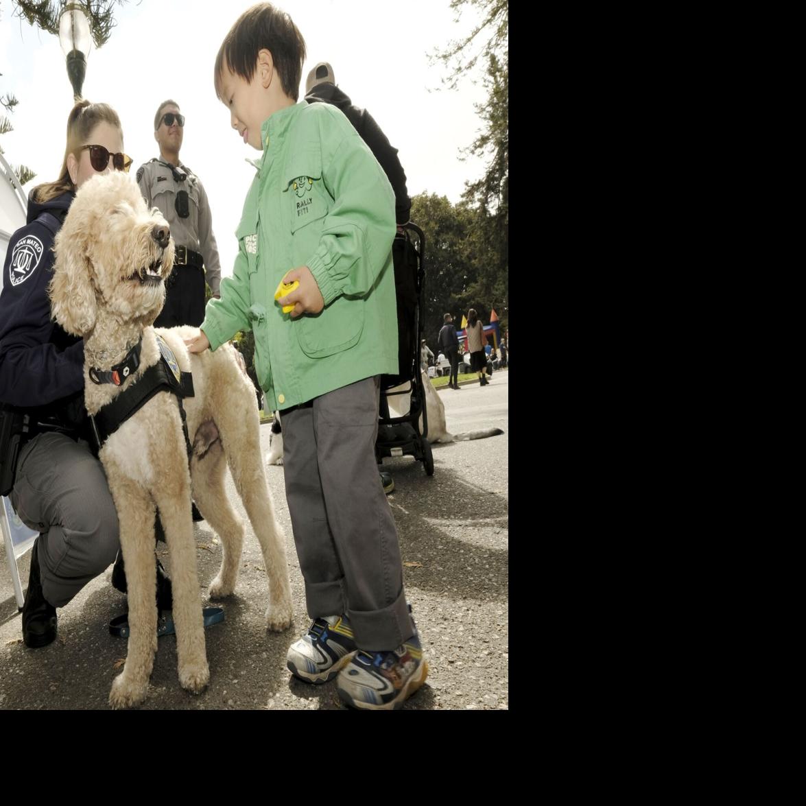 Snake owners needed to adopt rescued ball pythons | Local News ...