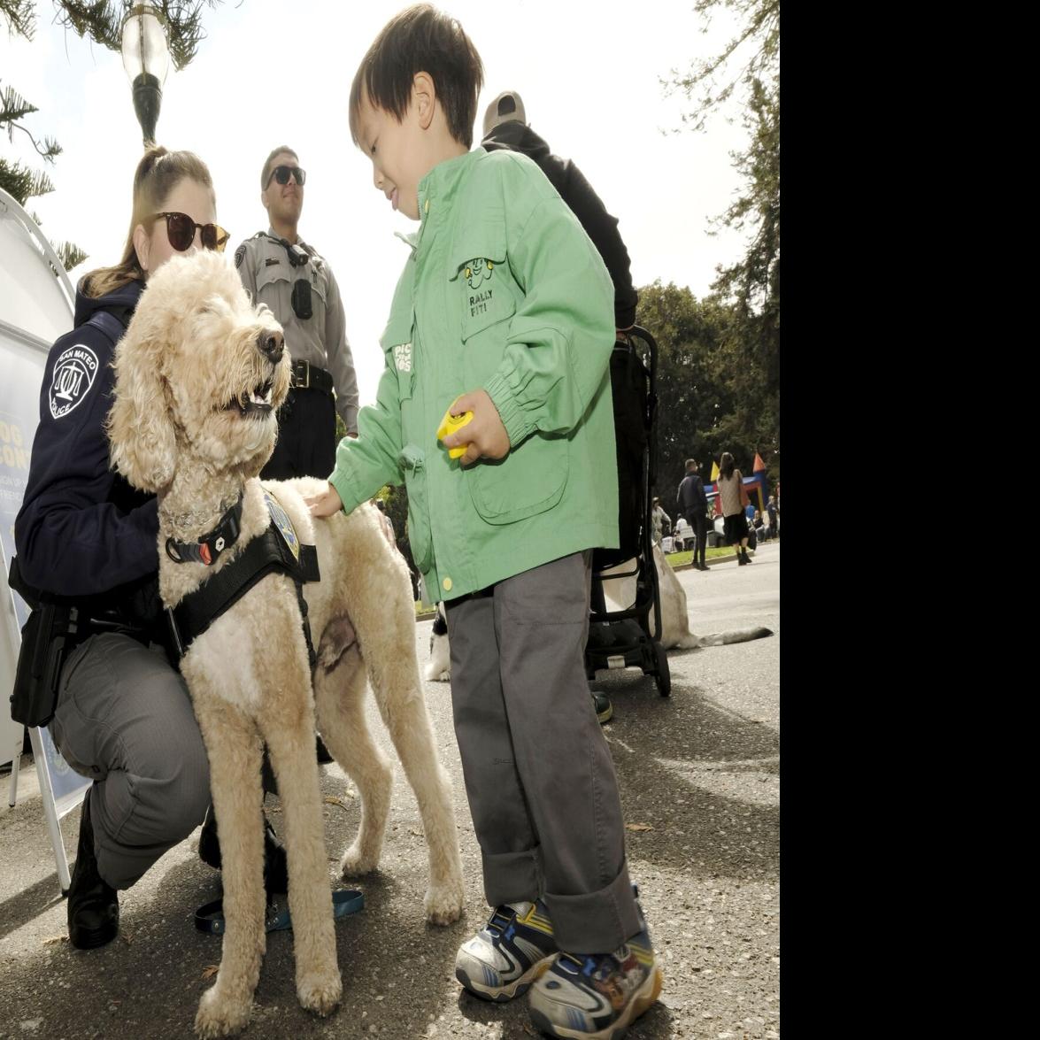 Snake owners needed to adopt rescued ball pythons | Local News ...