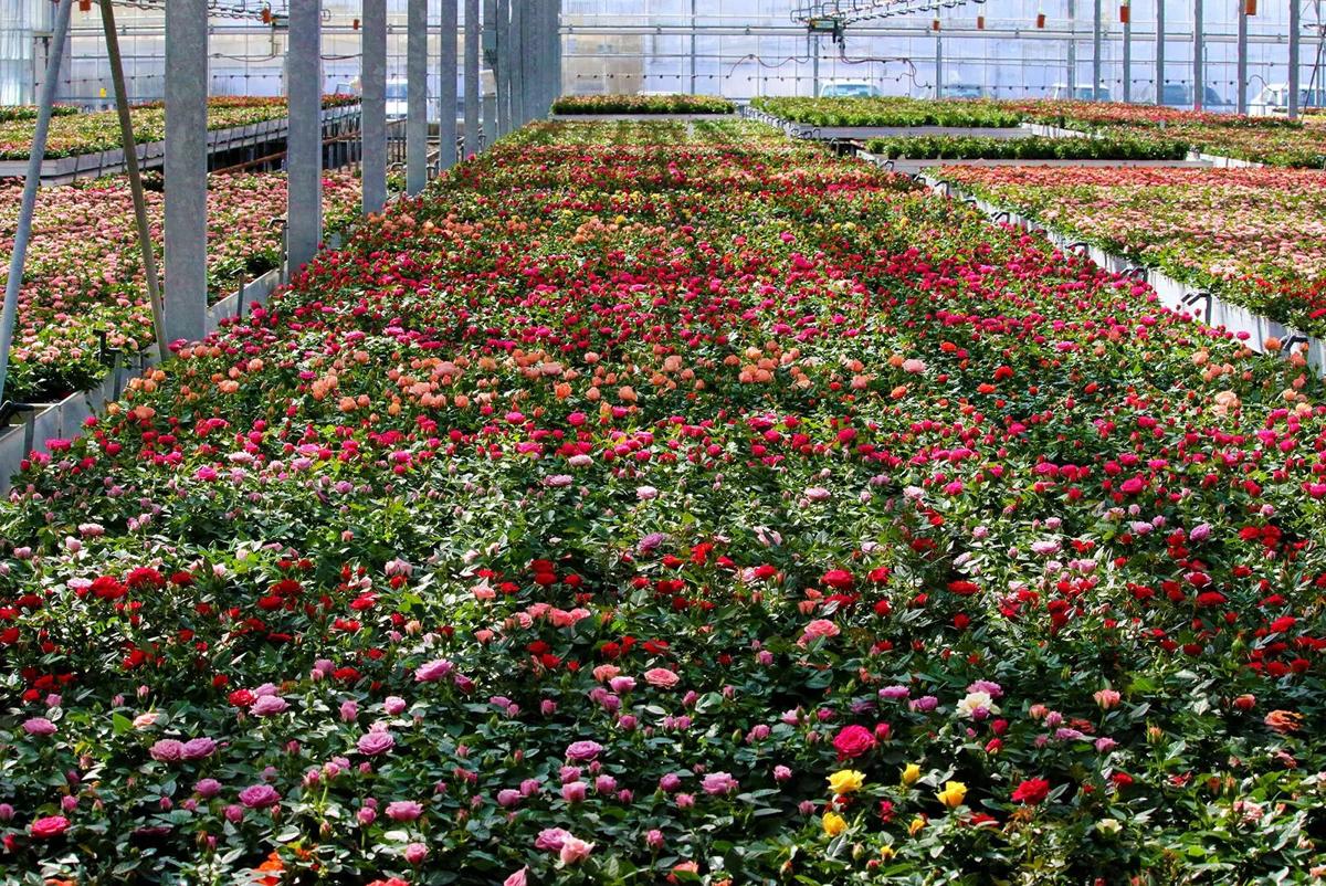 Rocket Farms to hold reopening in Half Moon Bay | Local News ...