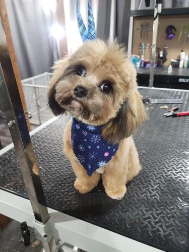 Pampered Pooch Parlor now offering clips for canines | News ...