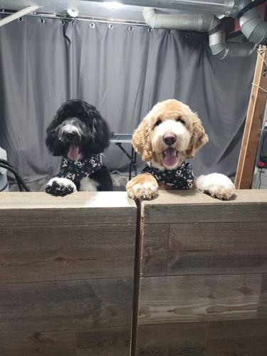 Pampered Pooch Parlor now offering clips for canines | News ...