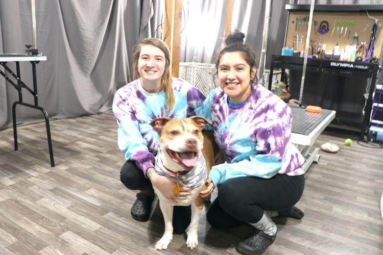 Pampered Pooch Parlor now offering clips for canines | News ...