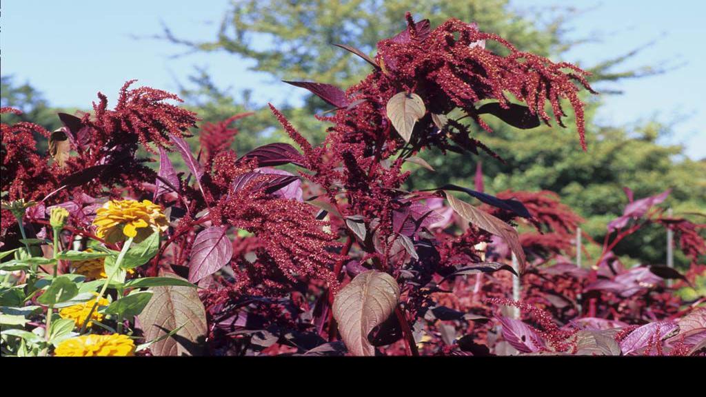Amazing Amaranthus | Home & Garden | smithmountainlake.com