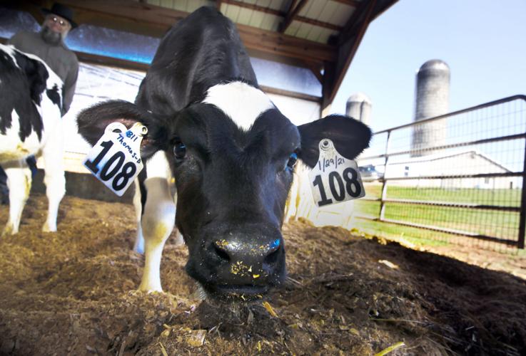 Homestead Creamery looks to cows' genes to broaden milk's appeal