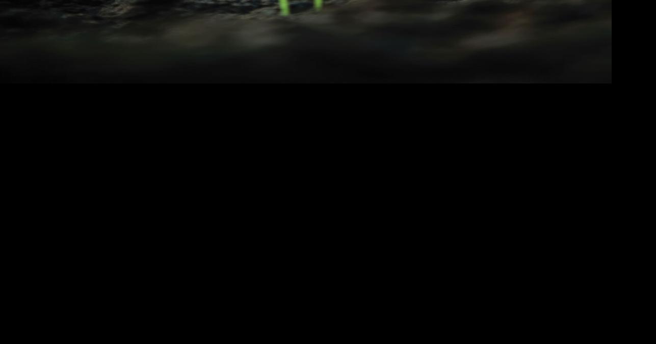 Direct Seeding Versus Transplanting