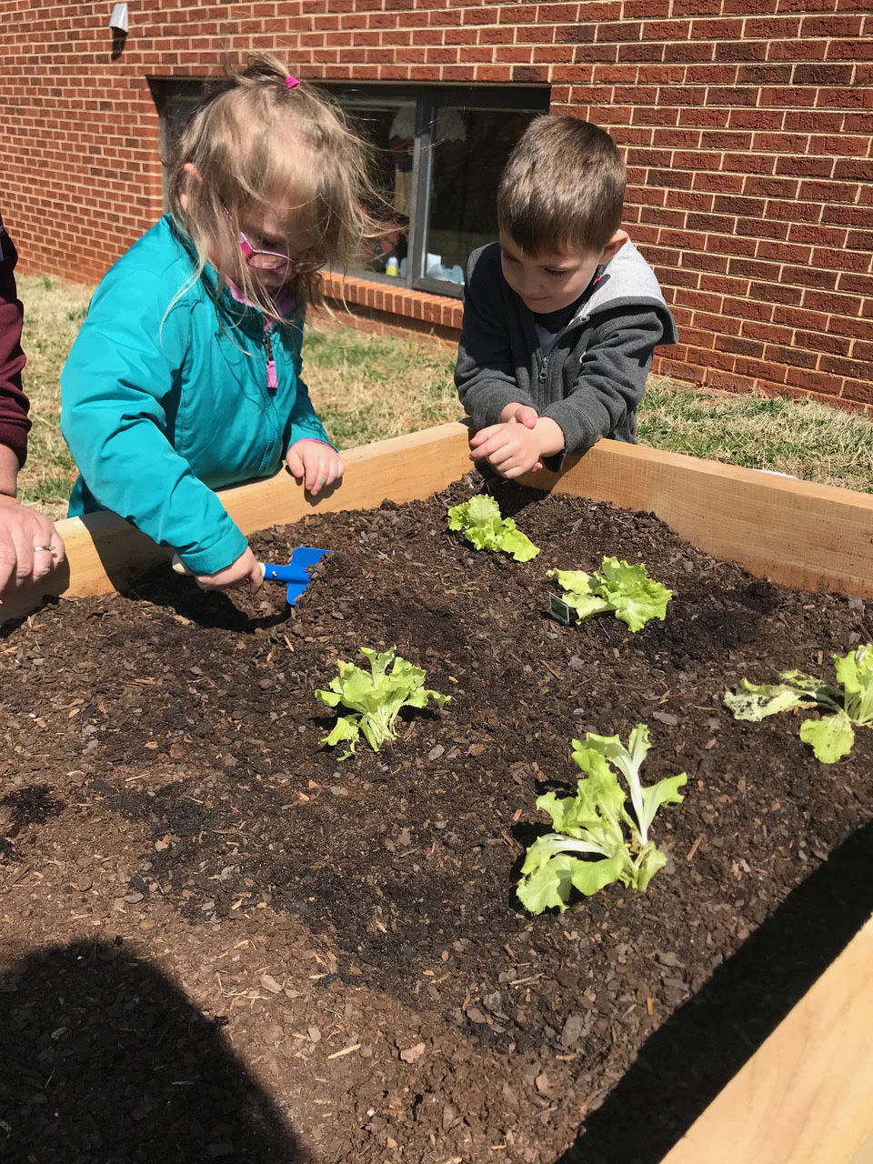 Preschoolers watch their gardens grow | Education | smithmountainlake.com