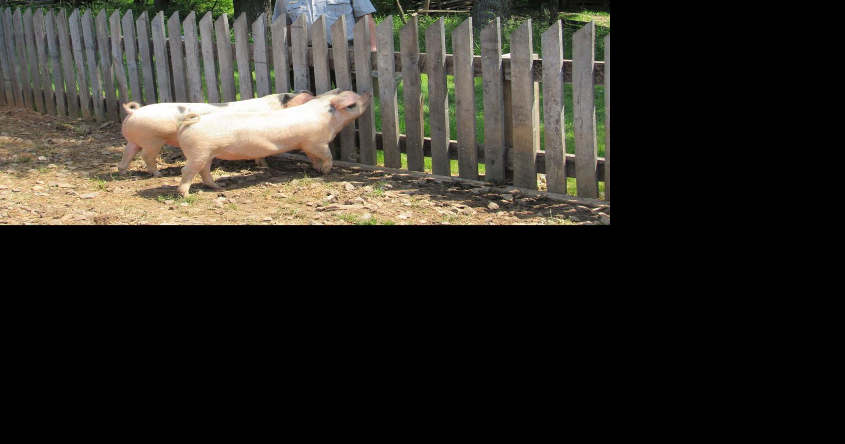 Park welcomes new pigs