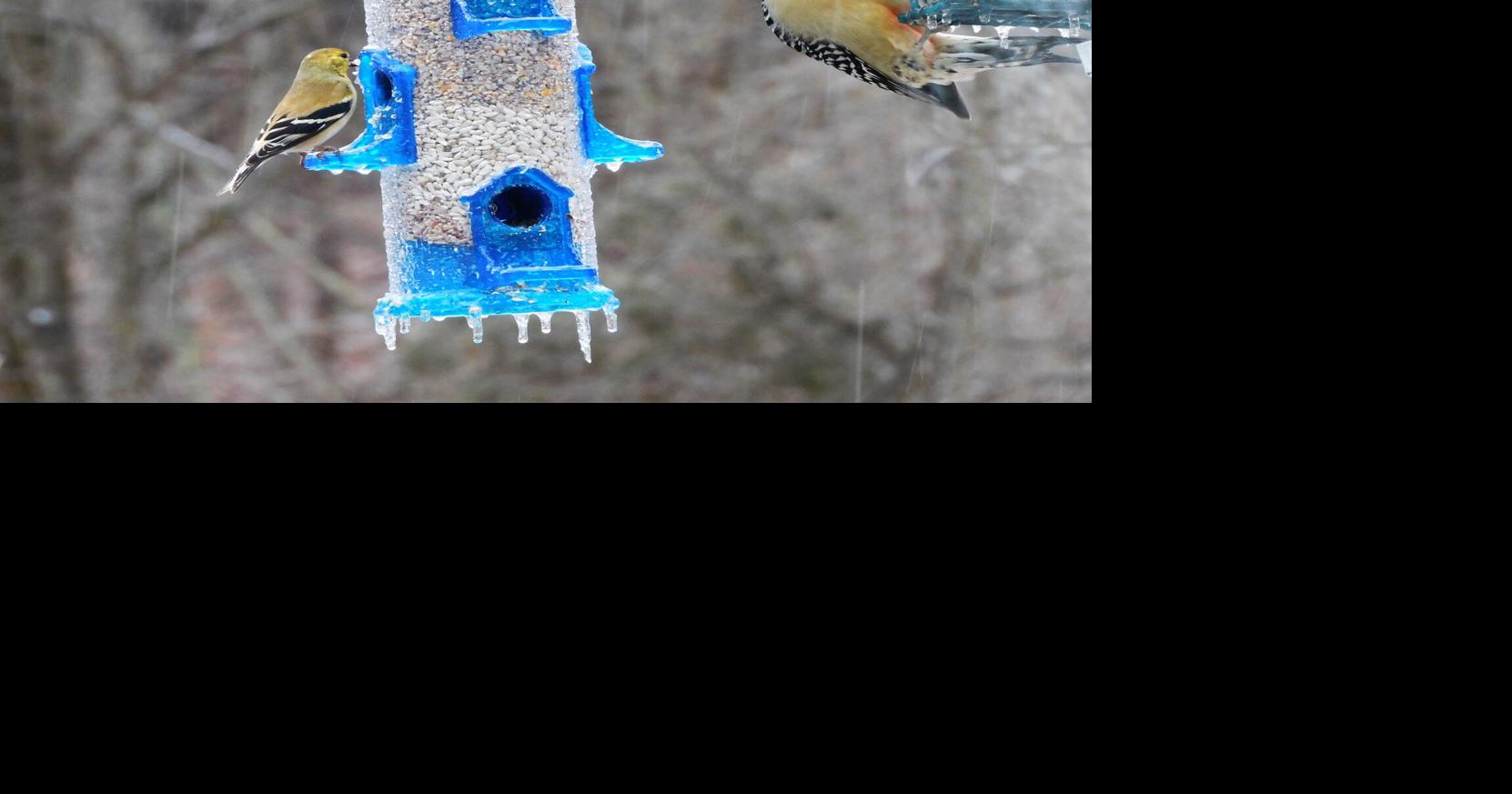 Shared by David Koger, Moneta