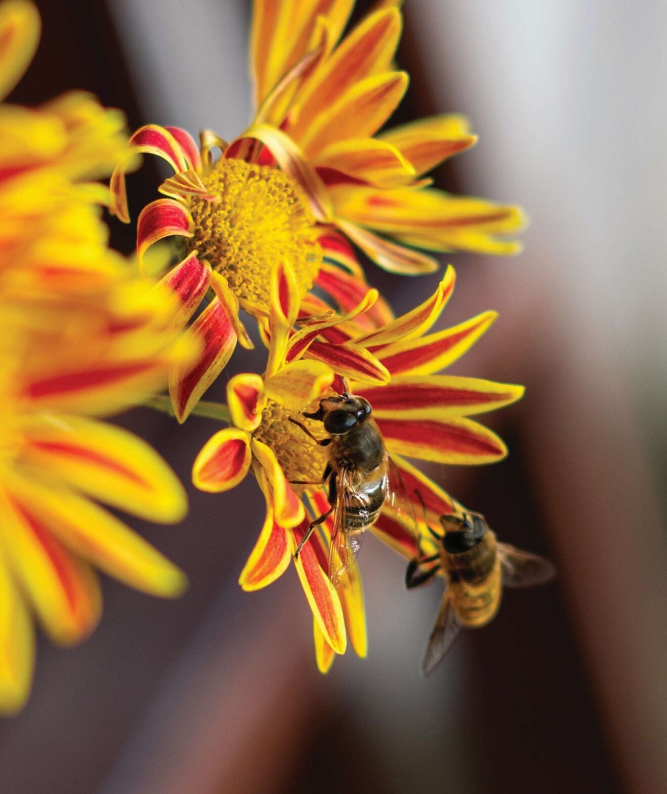Creating a buzz in the backyard