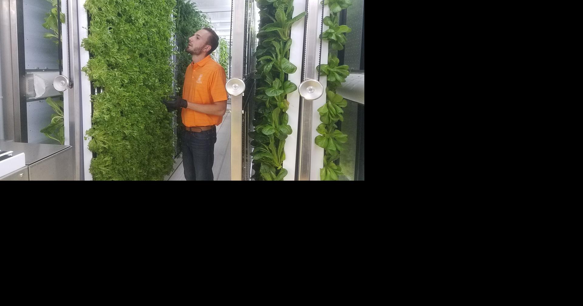 Local farm brings hydroponic produce to the community
