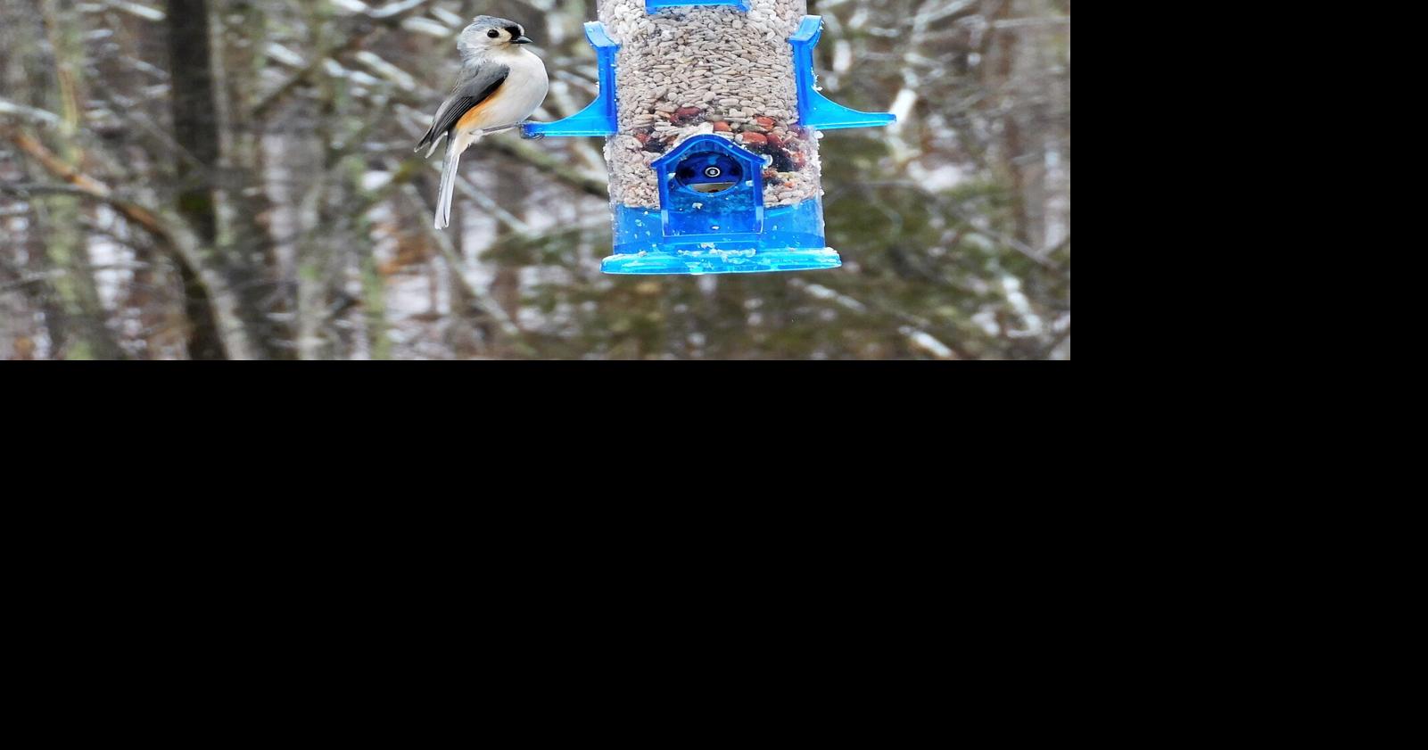 Shared by David Koger, Moneta