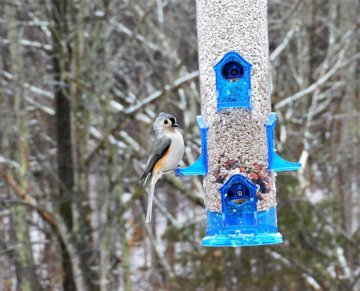 Shared by David Koger, Moneta
