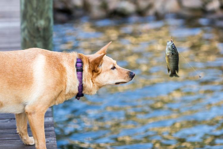 A boy and his dog enjoy a day of fishing