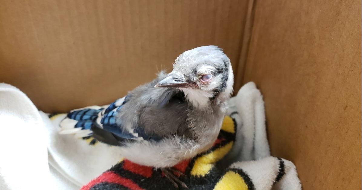 Questions — and theories — abound as scientists rule out some causes of ...