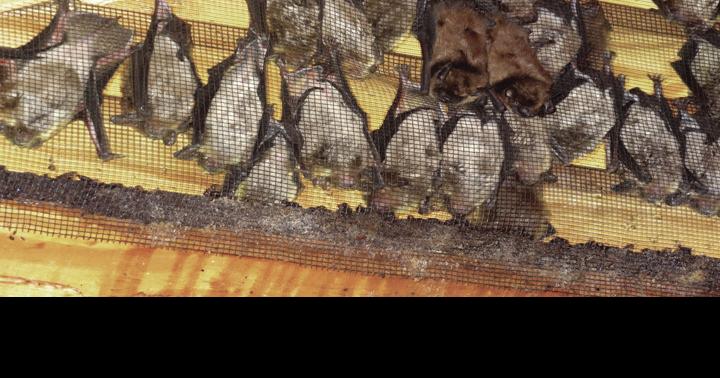 Bats, beavers and bugs be gone!