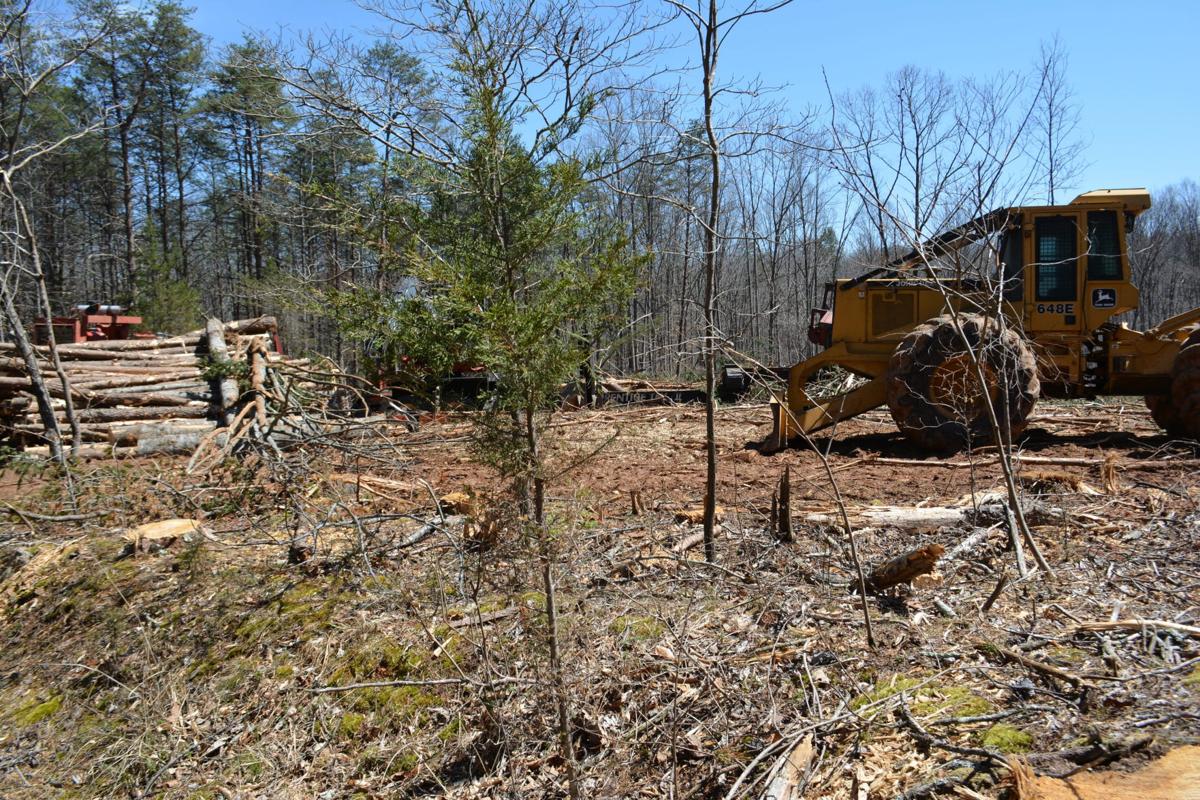 Trees cleared at SML State Park for second year