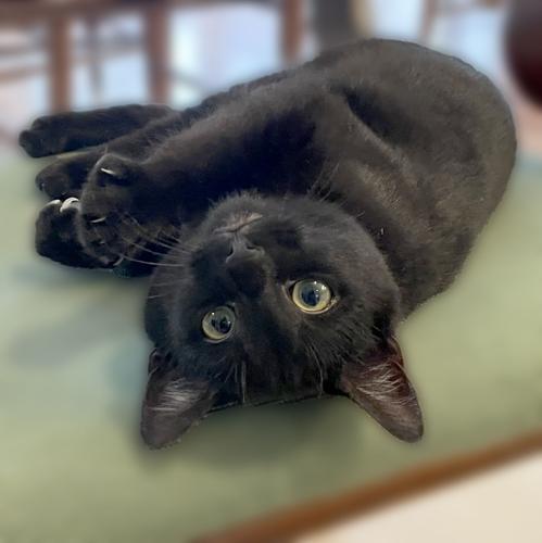 Binx, a “magical” kitten | Archive | smokesignalsnews.com