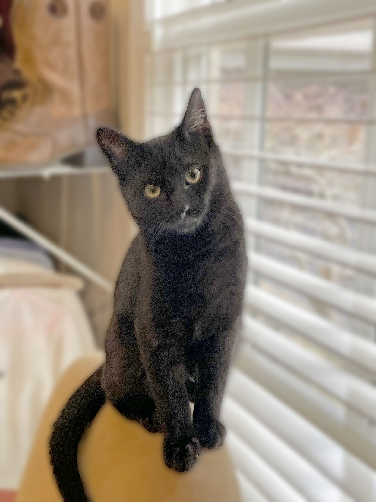 Binx, a “magical” kitten | Archive | smokesignalsnews.com