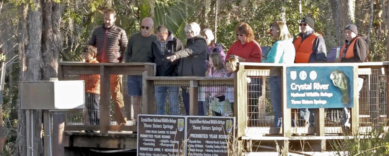 Manatees know where to find unusually warm water during the Florida ...
